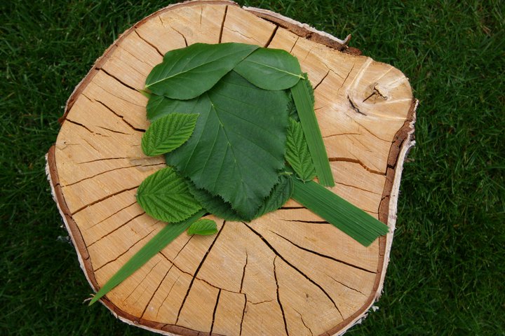 Alaska Leaves – Alaska Roots